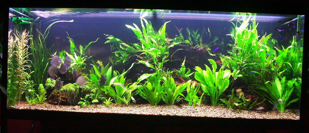 after the biggest of them are a bit above 10 cm and they are about to ...