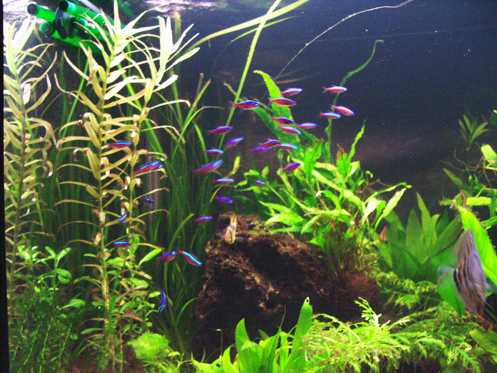 after the biggest of them are a bit above 10 cm and they are about to ...