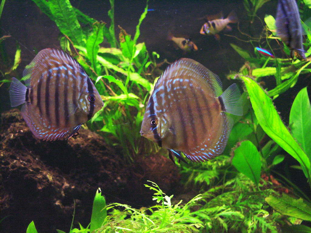 after the biggest of them are a bit above 10 cm and they are about to ...