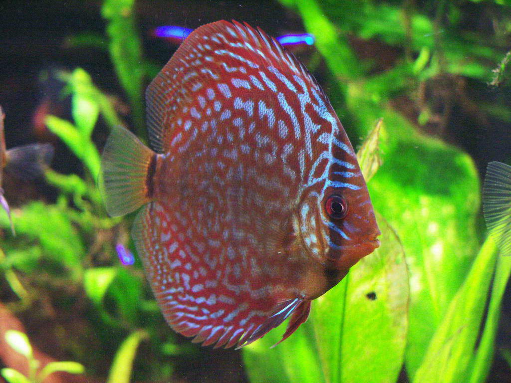 after the biggest of them are a bit above 10 cm and they are about to ...