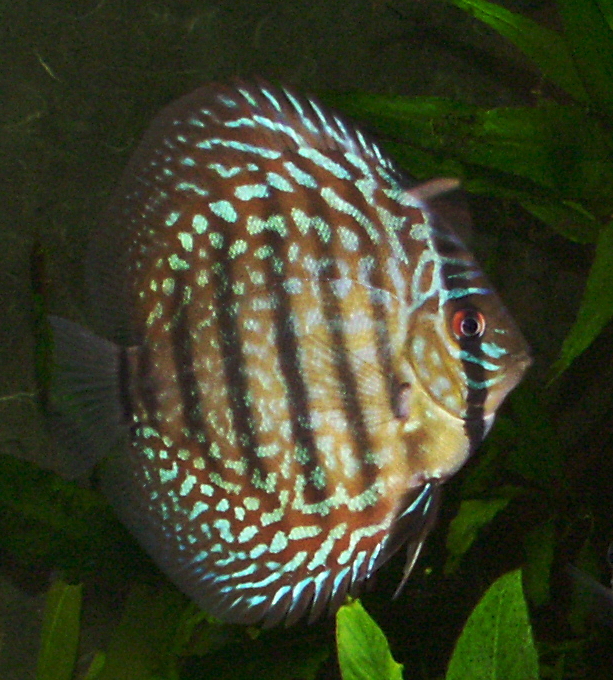 after the biggest of them are a bit above 10 cm and they are about to ...