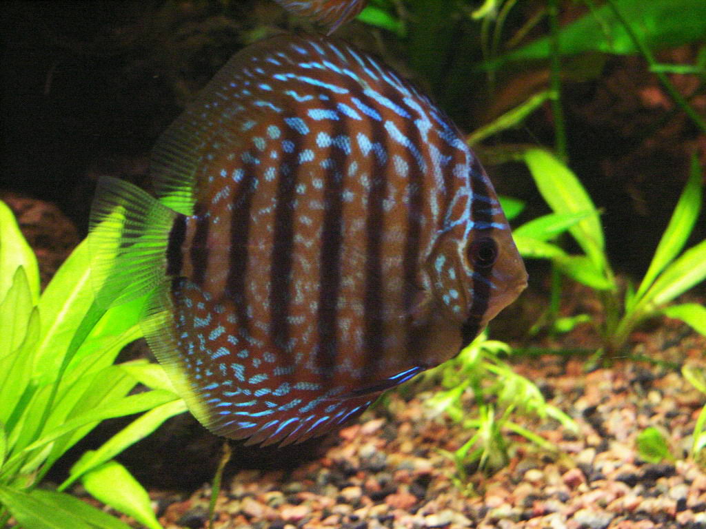 after the biggest of them are a bit above 10 cm and they are about to ...